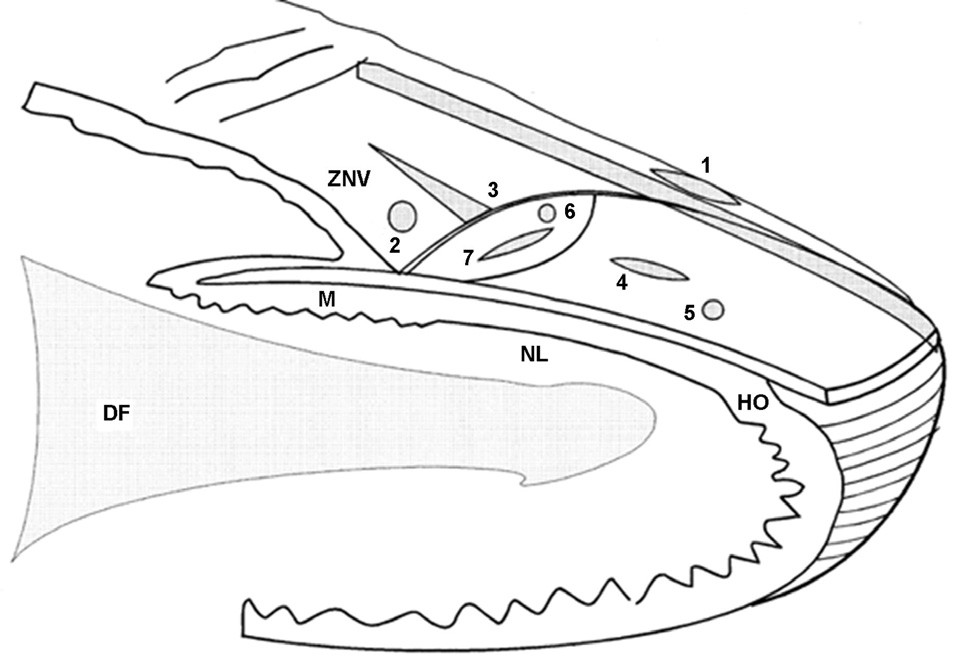 Chirurgie nehtového aparátu: úvod do problematiky, přehled operačních ...