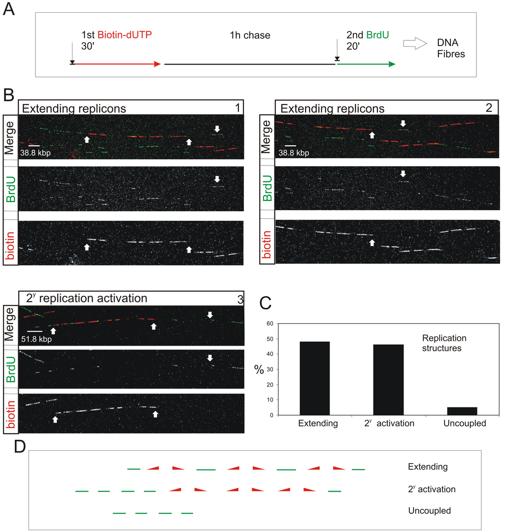S Phase Progression in Human Cells Is Dictated by the Genetic ...