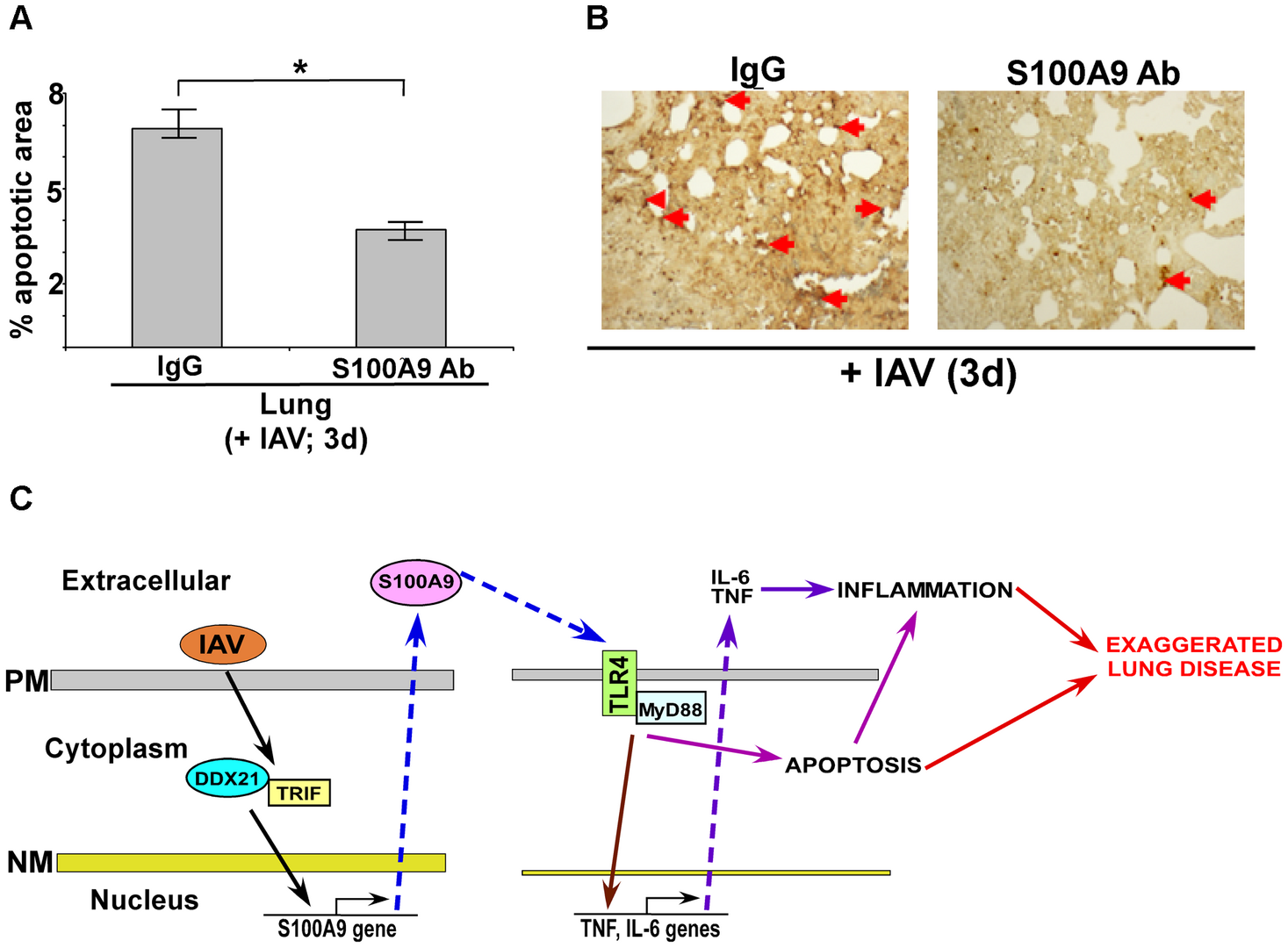 DAMP Molecule S100A9 Acts as a Molecular Pattern to Enhance ...