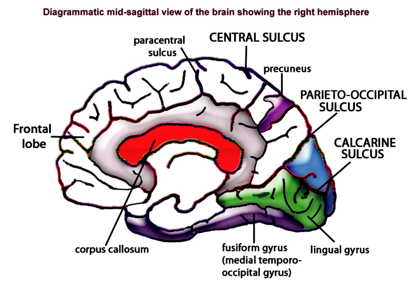 Zrakové poznávání a jeho poruchy | proLékaře.cz