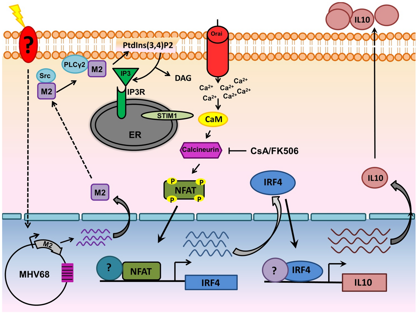 Murine Gammaherpesvirus M2 Protein Induction of IRF4 via the NFAT ...