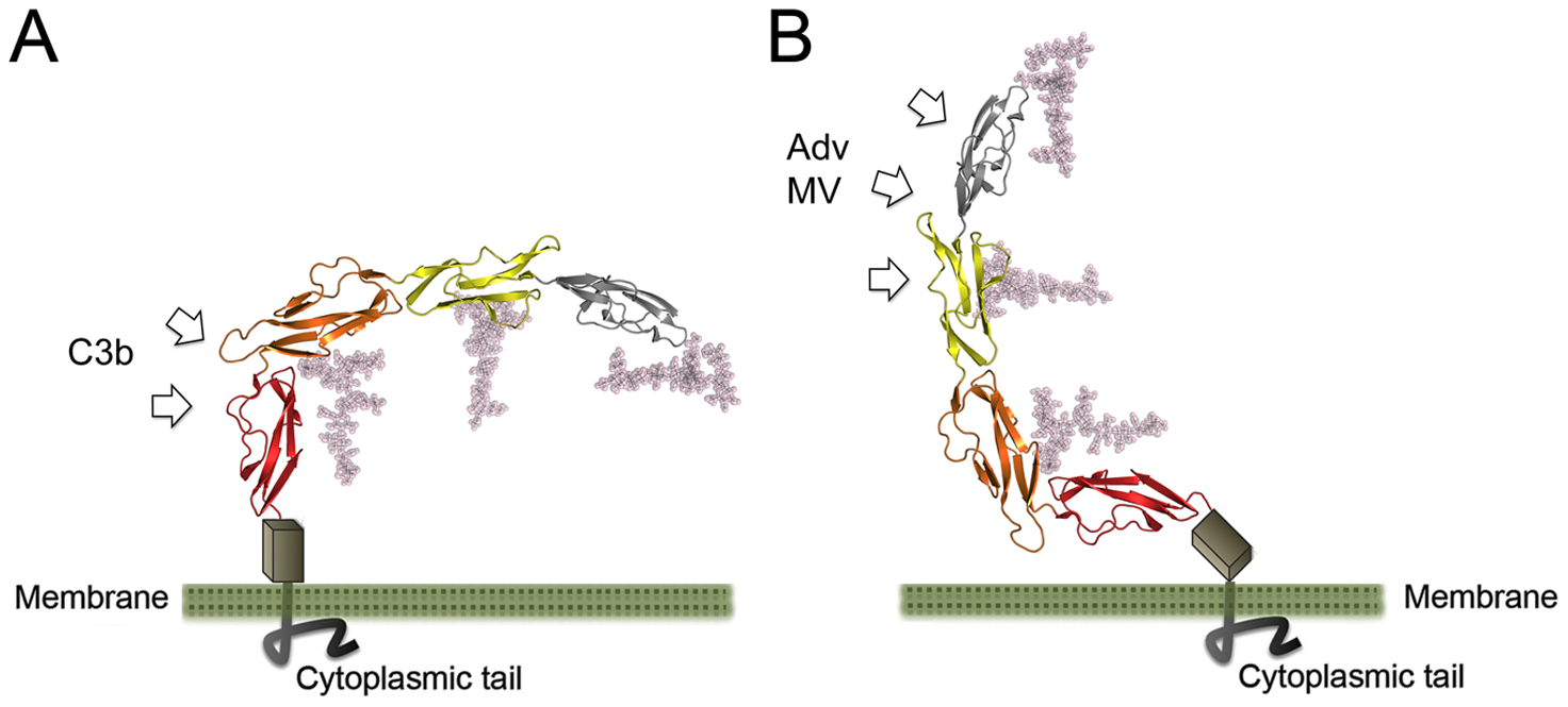 Structure of the Extracellular Portion of CD46 Provides Insights into ...