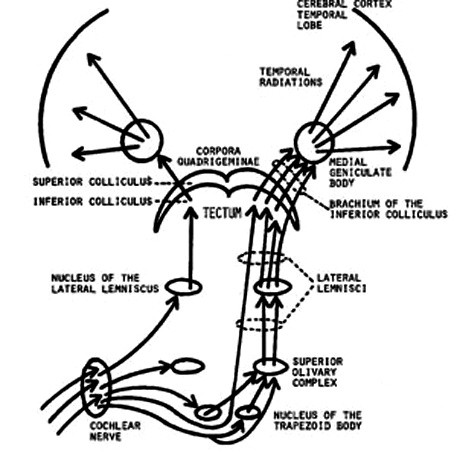 Sluchové poznávání a jeho poruchy | proLékaře.cz