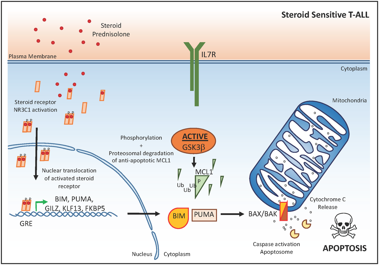 Overcoming Steroid Resistance in T Cell Acute Lymphoblastic Leukemia ...