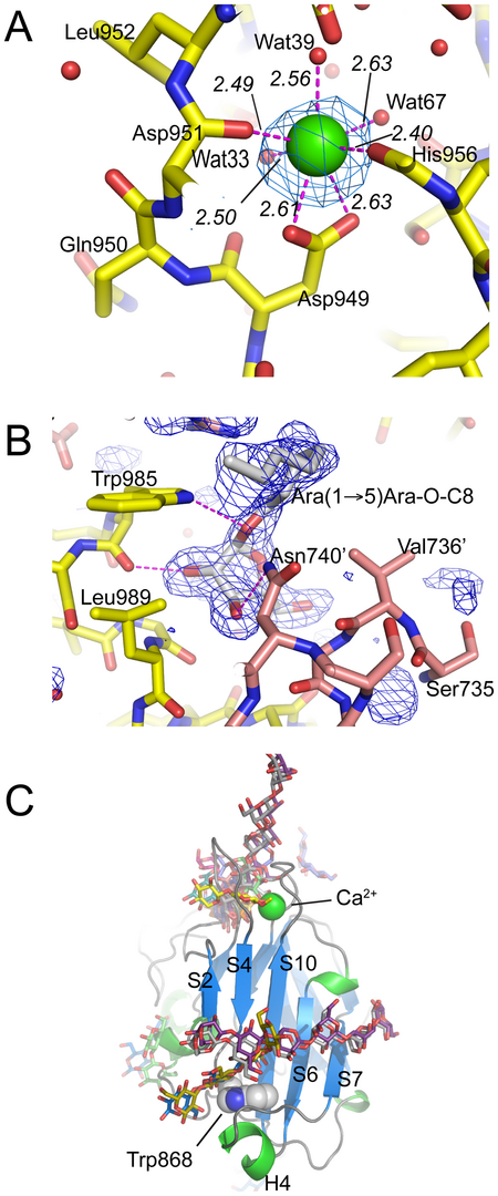 The C Terminal Domain Of The Arabinosyltransferase Embc Is A Lectin