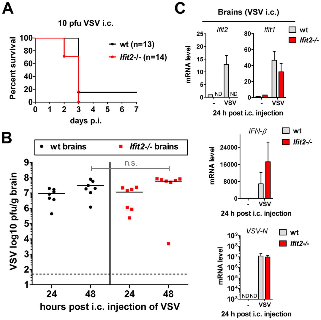 Interferon-Induced Protects Mice from Lethal VSV Neuropathogenesis ...
