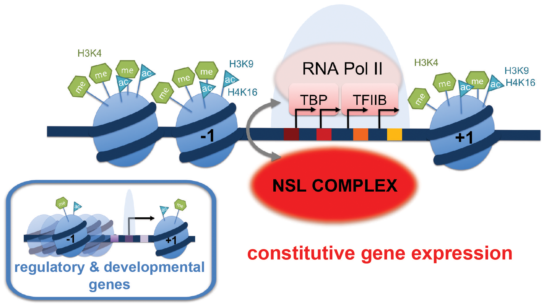 The NSL Complex Regulates Housekeeping Genes in | proLékárníky.cz