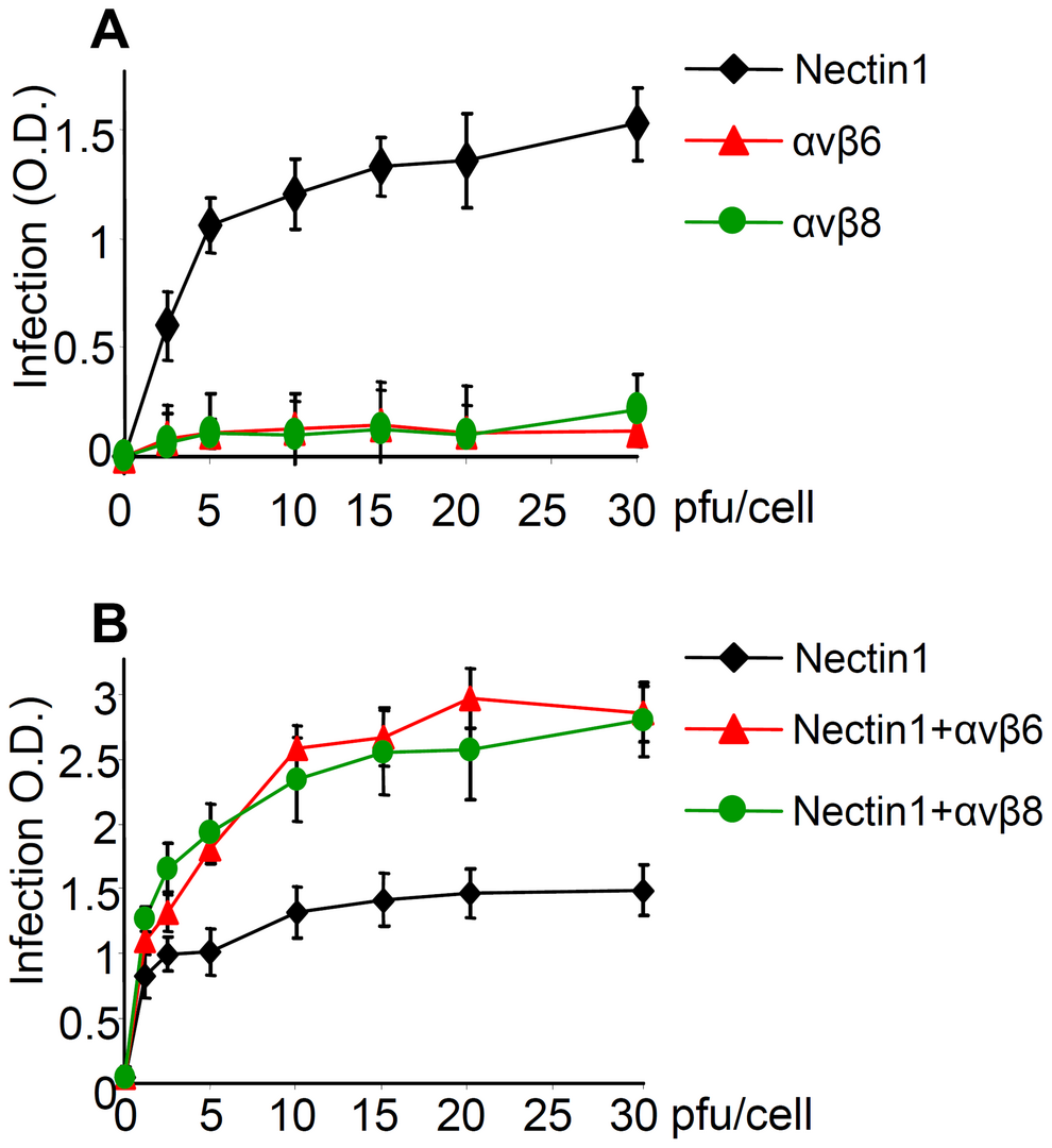 αvβ6- and αvβ8-Integrins Serve As Interchangeable Receptors for HSV gH ...