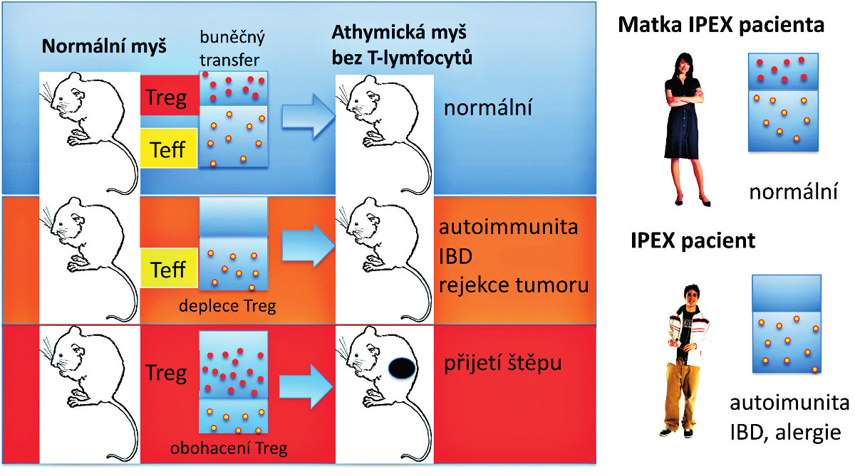 Regulační T-lymfocyty jako nástroj suprese imunitního systému ...