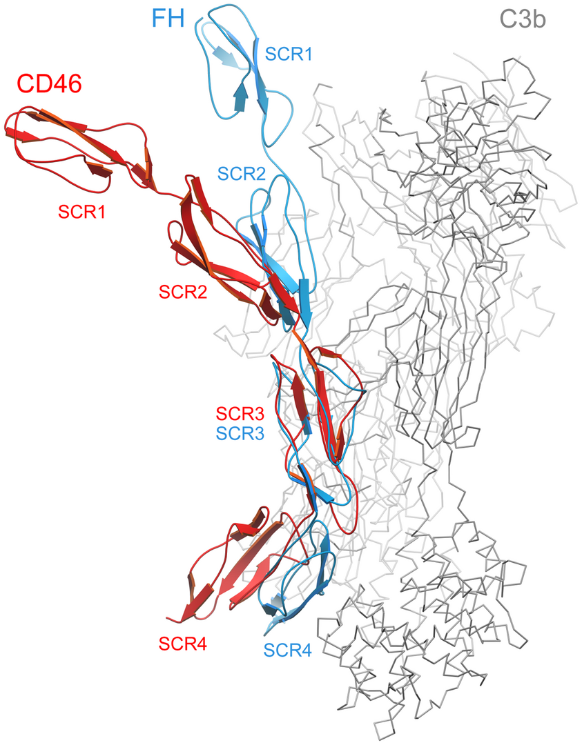 Structure of the Extracellular Portion of CD46 Provides Insights into ...